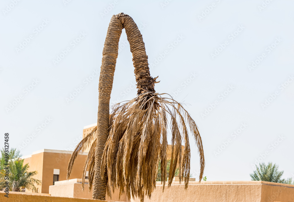 Dead date trees in Dariyah clay castle, also as Dereyeh and Dariyya, a ...