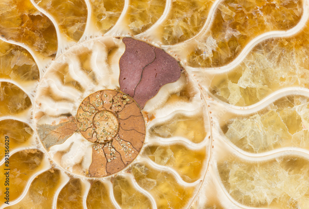 Macro photograph of a split fossilized ammonite shell showing the ...