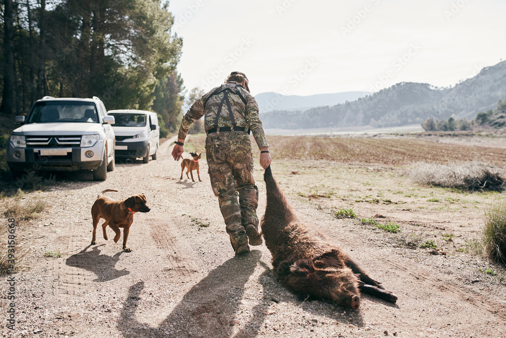 Back view of man in camouflage outfit dragging killed wild boar towards ...