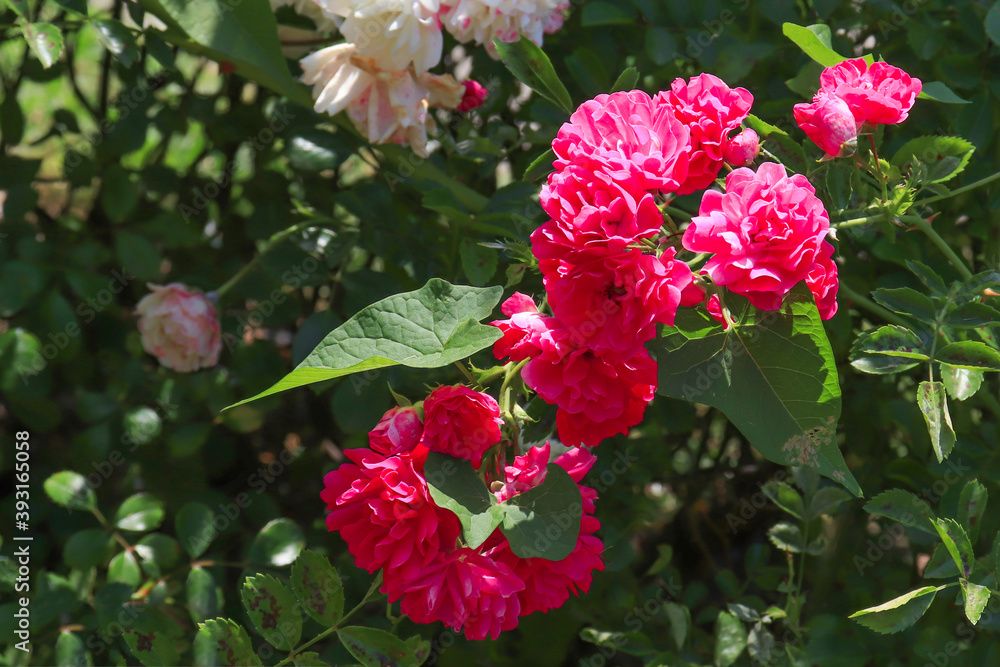 Garden roses, rose bush, pink flowers in the garden, colorful summer ...