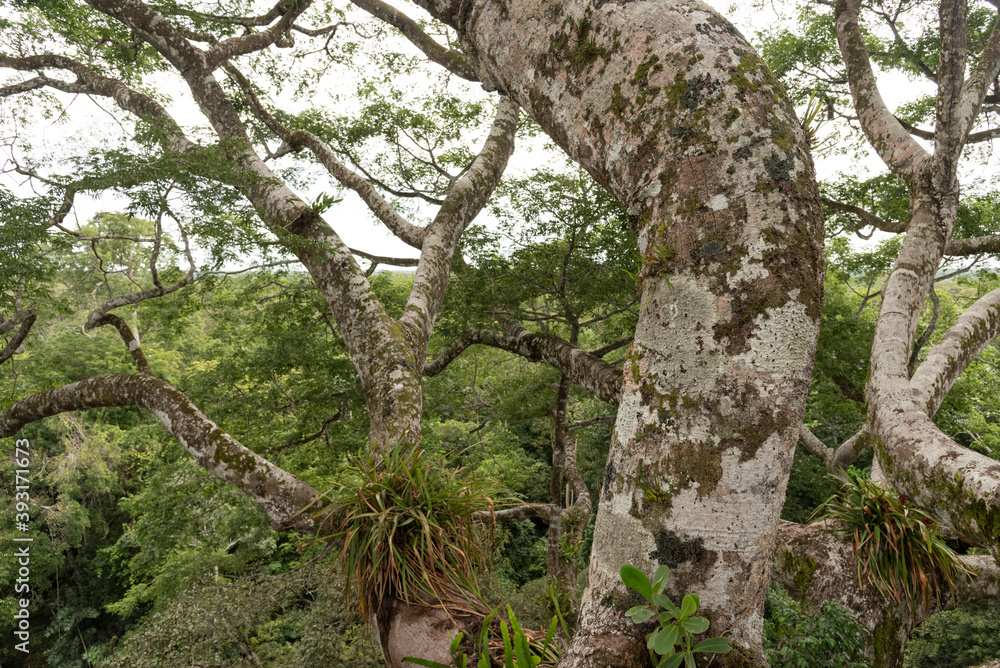 Foto Stock View from the top of a big Samauma Tree in the Amazon ...