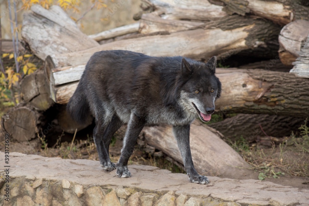 Black canadian wolf close up. Wild animal with thick warm hair. Canis ...