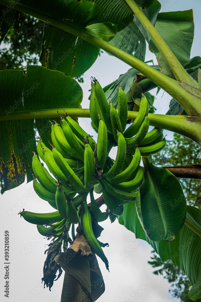 Foto de Planta de plátano macho en Panamá con sus frutos verdes. Un ...