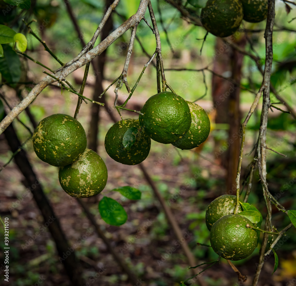 Cultivo de limones verdes en Panamá especiales para hacer refrescos ...