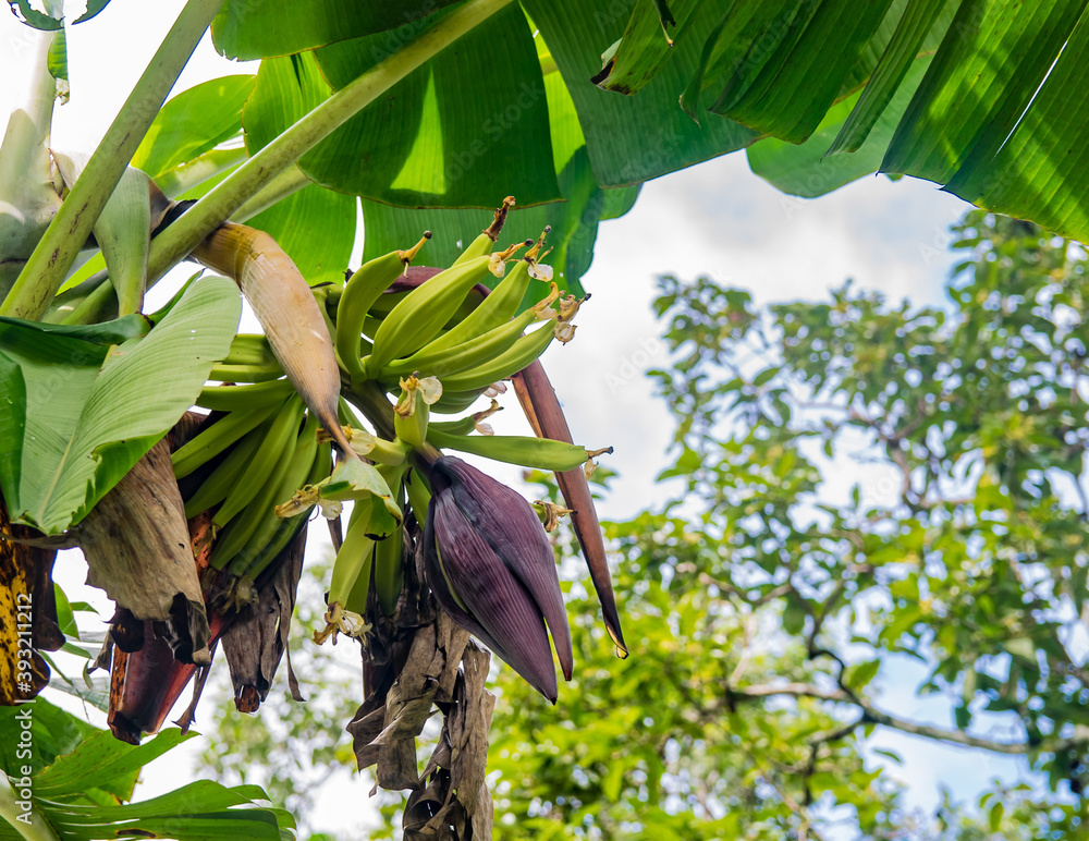 Foto de Planta de plátano macho en Panamá con sus frutos verdes. Un ...