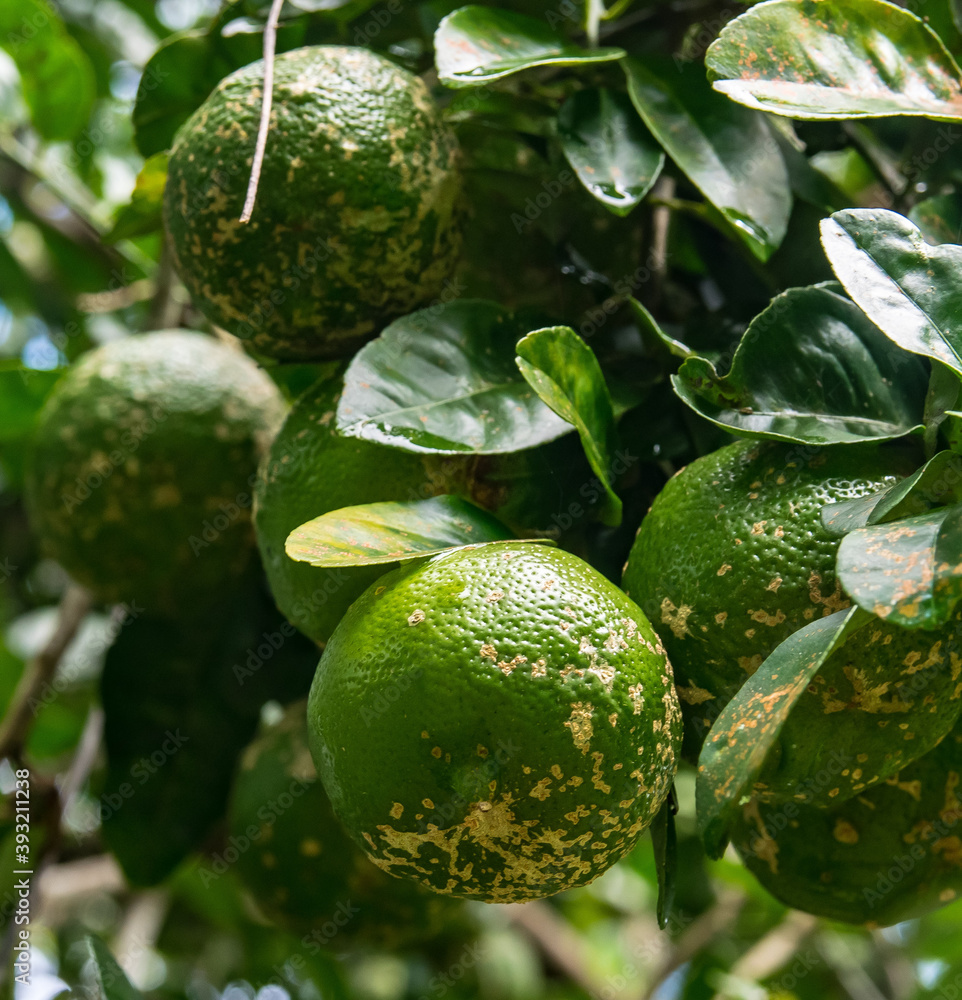 Foto de Cultivo de limones verdes en Panamá especiales para hacer ...