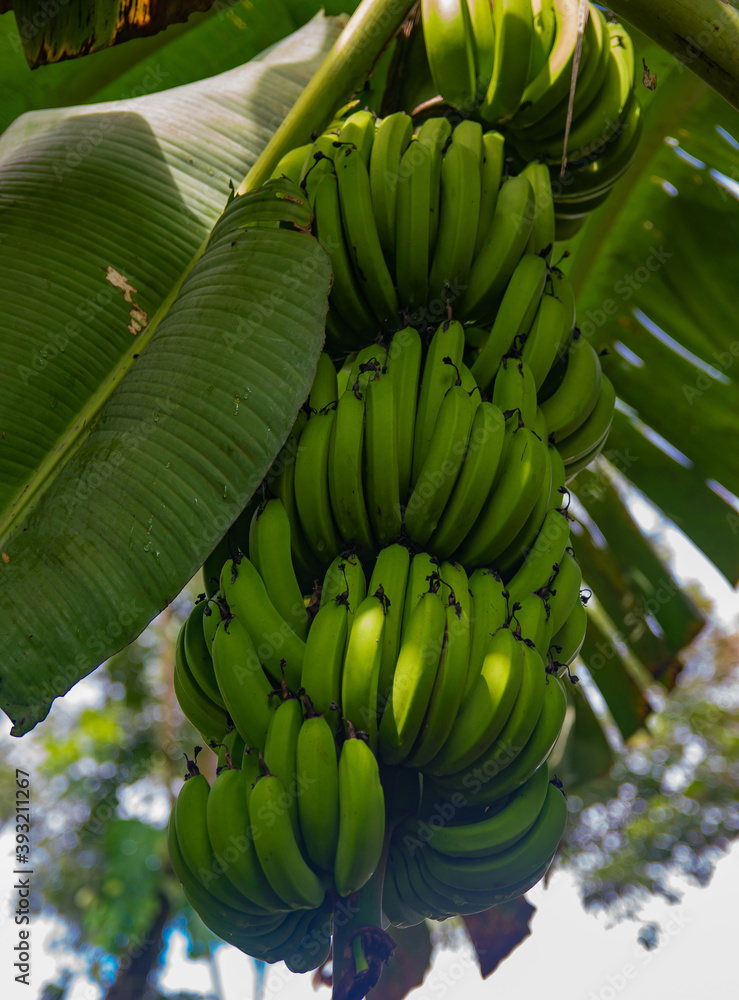 Planta de guineo o bananas en Panamá con su frutos verdes Stock Photo ...