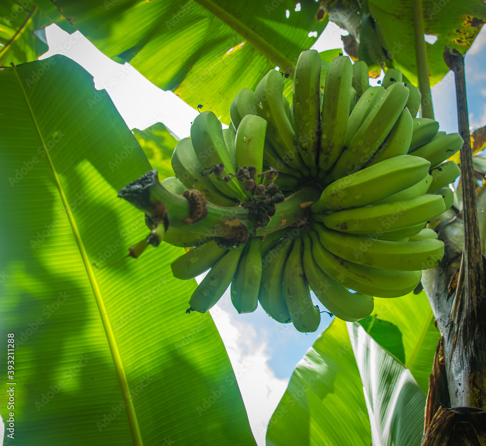 Planta de guineo o bananas en Panamá con su frutos verdes Stock Photo ...