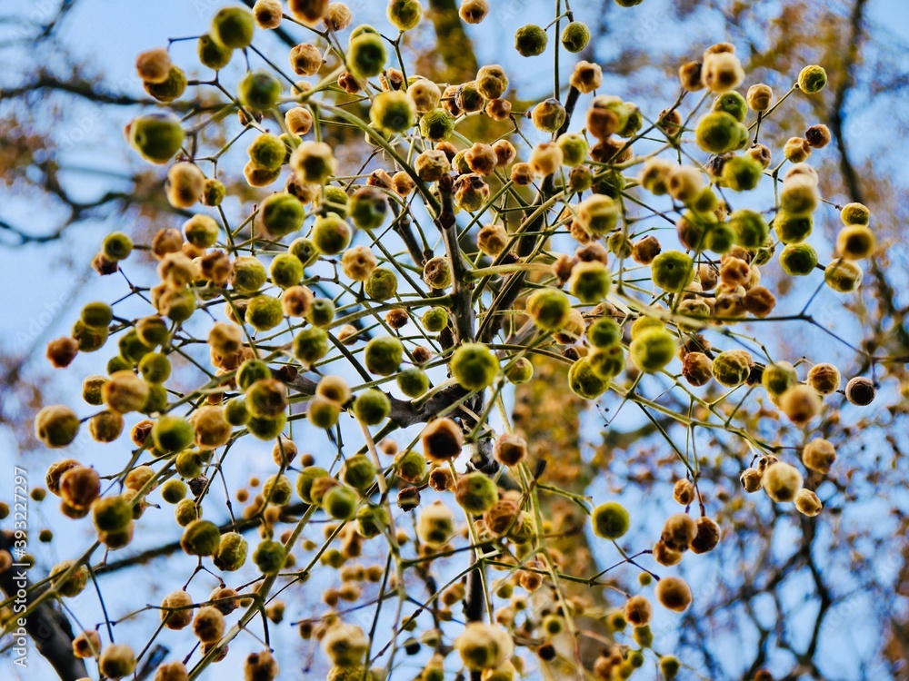 fruits of Melia azedarach, commonly known as the chinaberry tree, Pride ...
