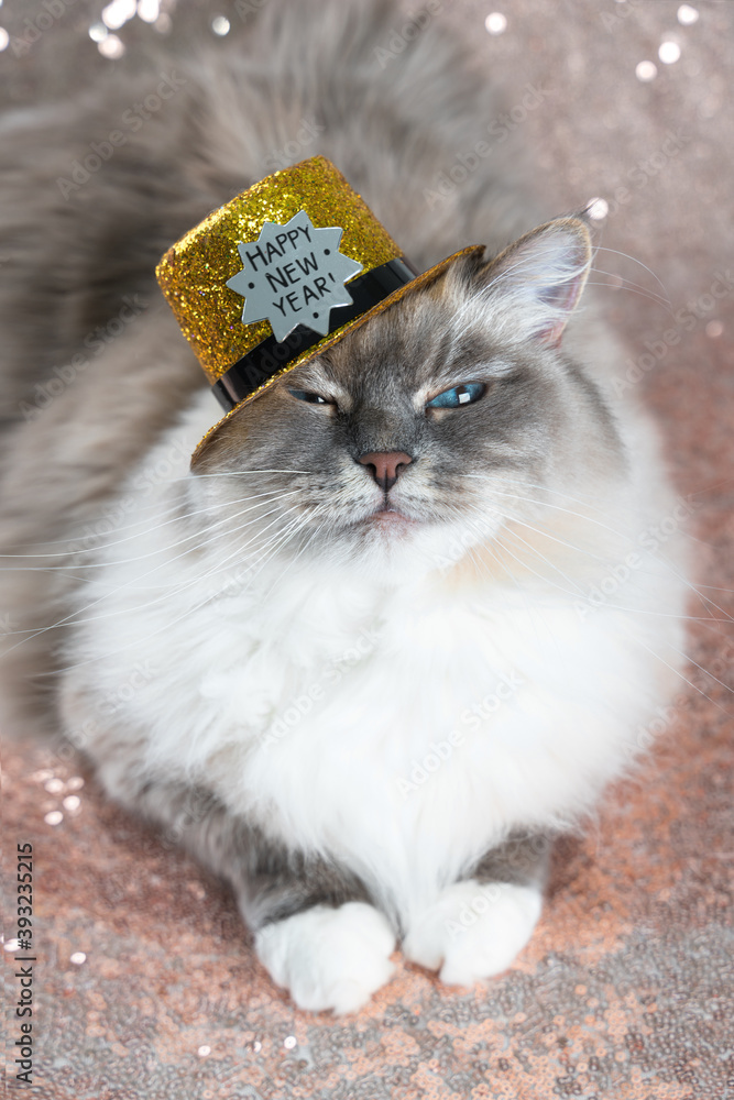 Beautiful fluffy tabby point cat in a glittering gold Christmas hat on ...