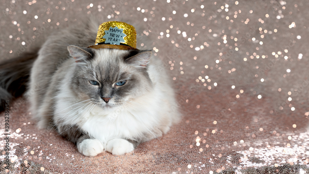 Beautiful fluffy tabby point cat in a glittering gold Christmas hat on ...