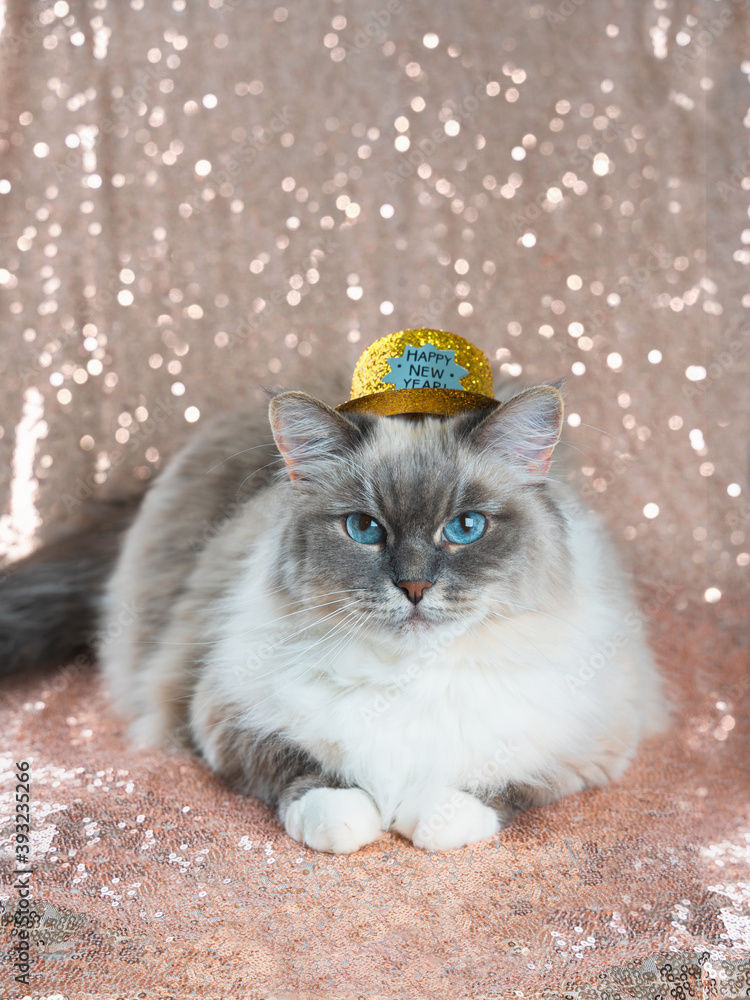 Beautiful fluffy tabby point cat in a glittering gold Christmas hat on ...