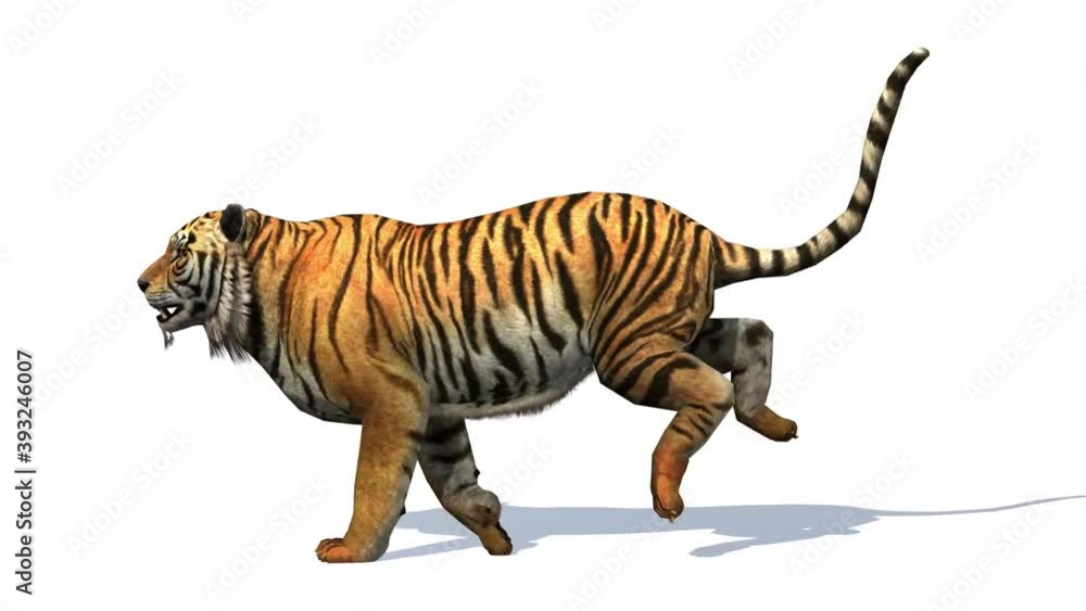 Tiger Running Fast Across the Frame on White Screen - Animated Tiger ...