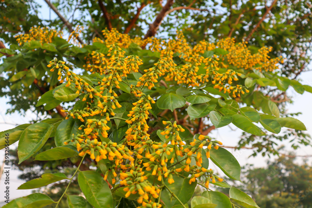 Pterocarpus macrocarpus Kurz flower are blooming and green leaf Stock ...