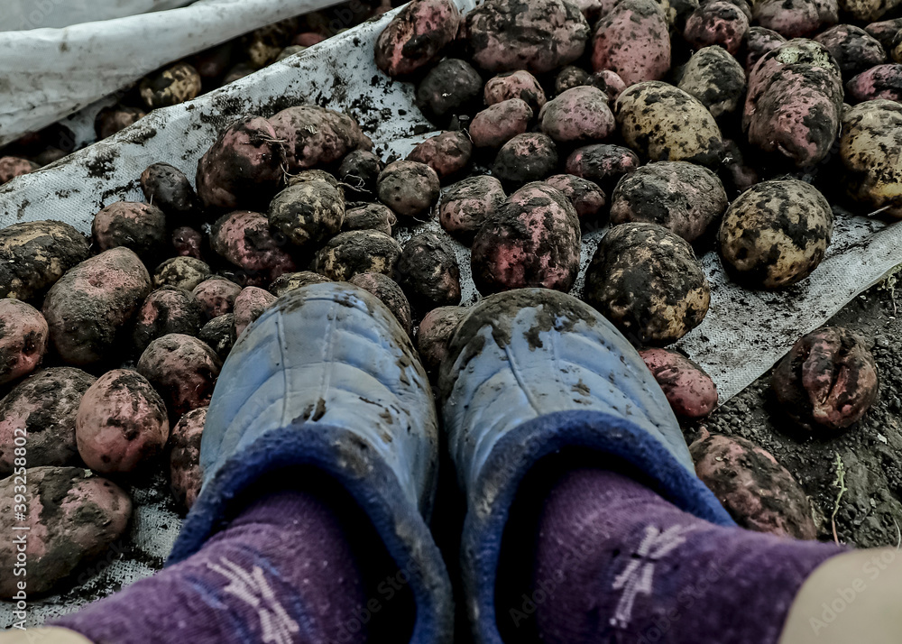 Feet in blue galoshes. Potato harvesting. Autumn potato harvest. Stock ...