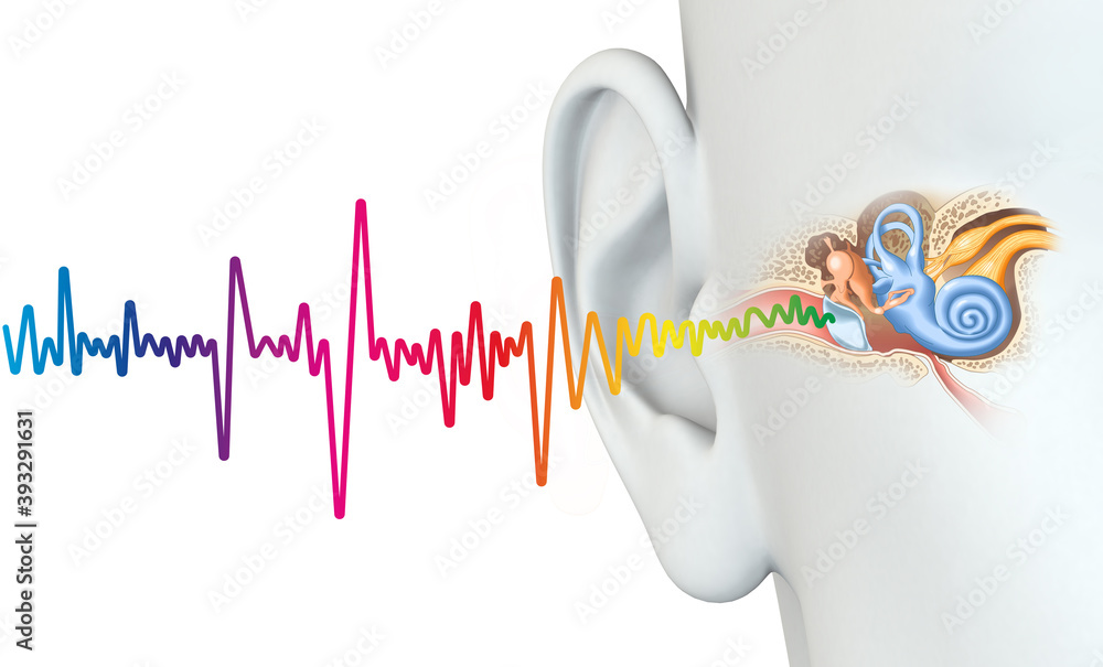 Human ear anatomy with colorful sound wave, medically 3D illustration ...