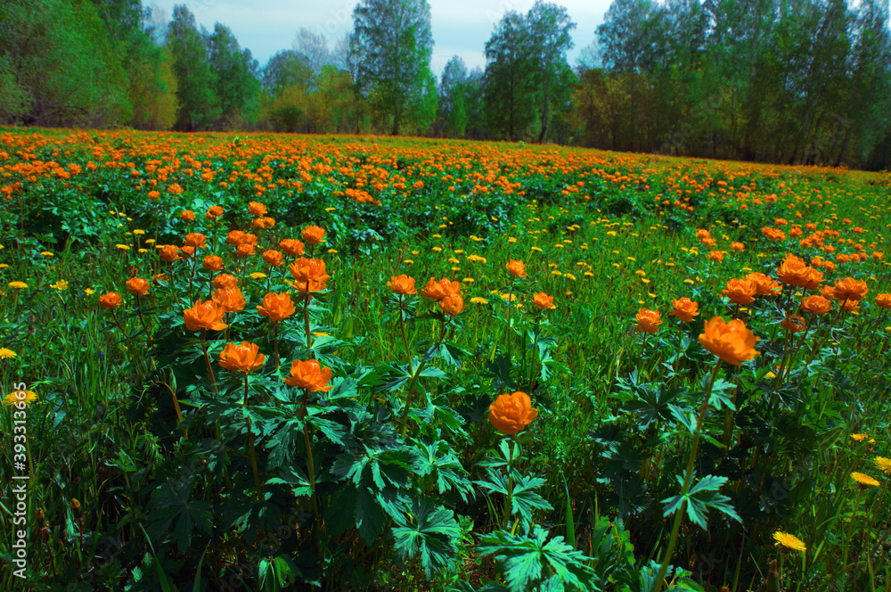 Field of beautiful orange flowers in summer in Siberia in Russia ...