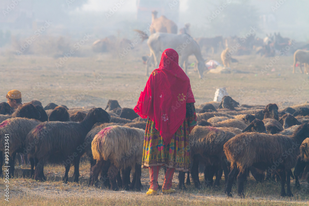 Shepherding is among the oldest occupations and shepherds from ...