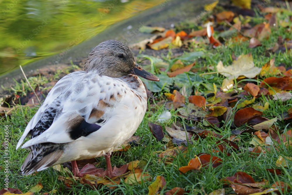 Ente mit weißem Federkleid auf der Wiese mit Herbstlaub Stock Photo ...