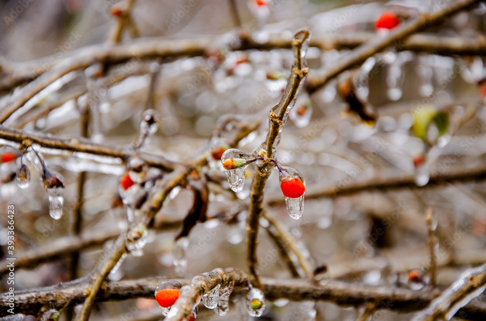 plant in freezing rain. Branches of trees under a layer of ice. Ice ...