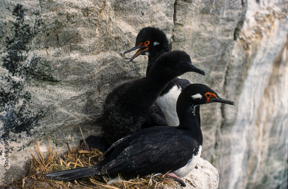 Cormoran de Magellan,.Phalacrocorax magellanicus, Rock Shag Stock Photo ...