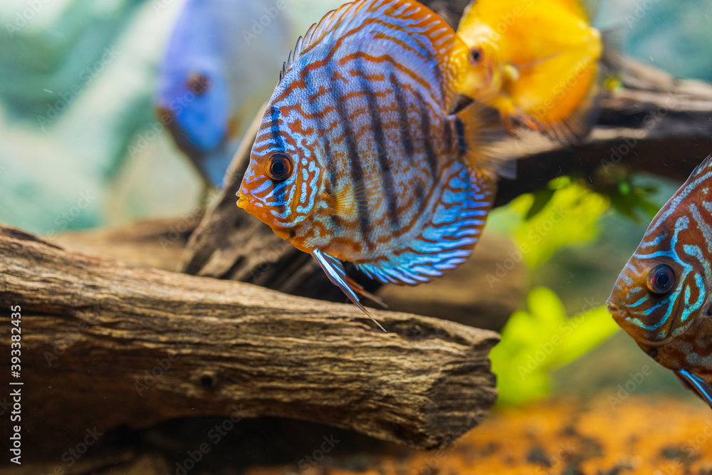 View of discus fish swimming in planted aquarium. Tropical fishes ...