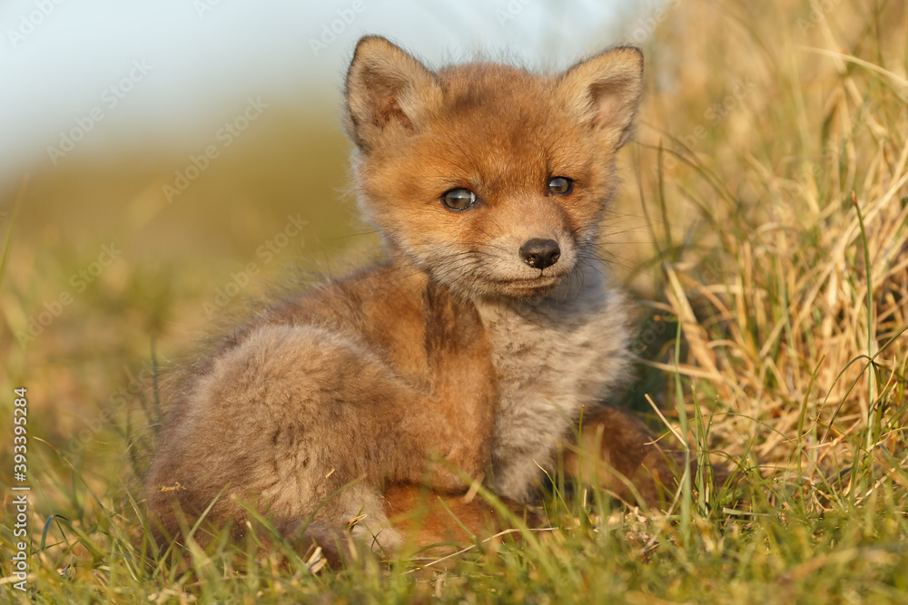 Red fox cub in springtime in nature. Stock 写真 | Adobe Stock