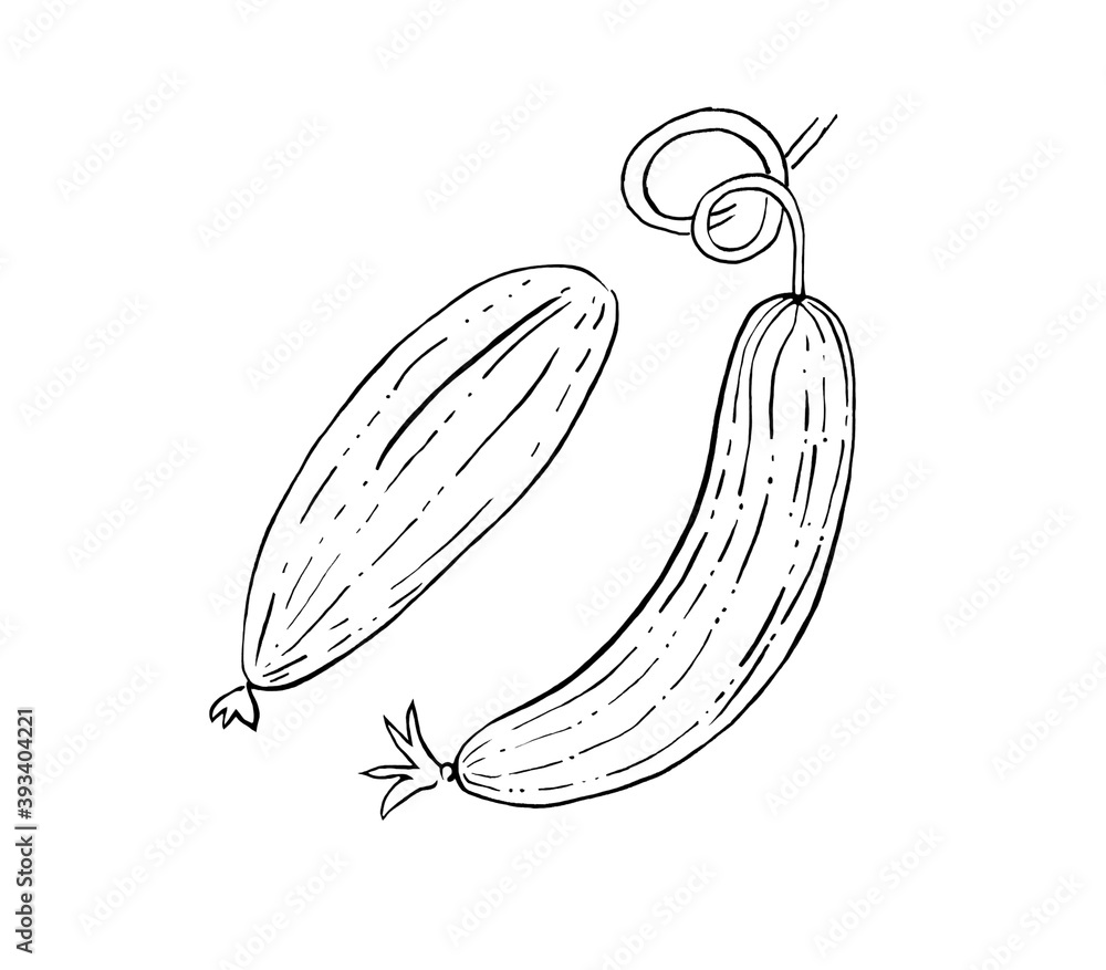 Cucumbers sketch icon with a single line on an isolated white ...