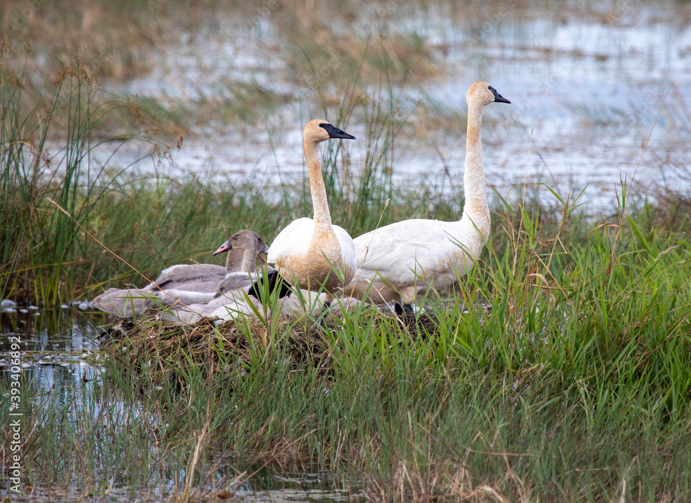 Trumpeter Swan Nest