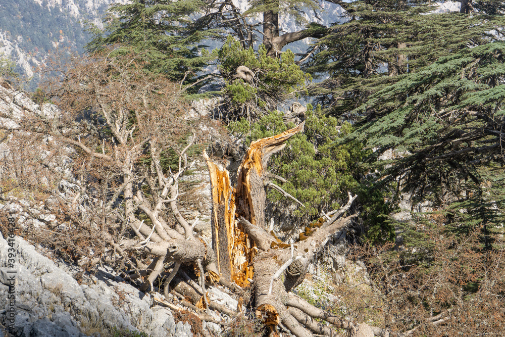 Rare and endangered Lebanese Cedar tree forest at Tahtali mountain in ...