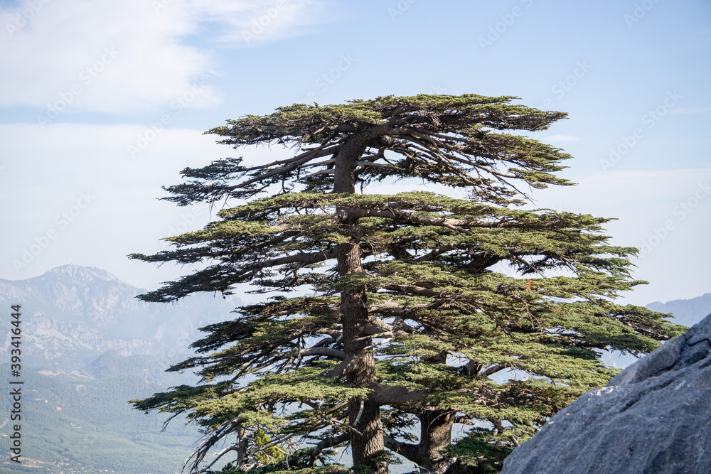 Foto de Rare and endangered Lebanese Cedar tree forest at Tahtali ...