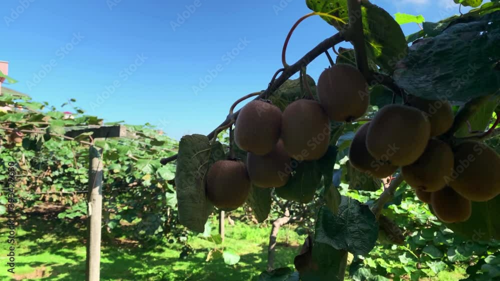 Footage of kiwi fruits on tree captured in a mountain village in ...