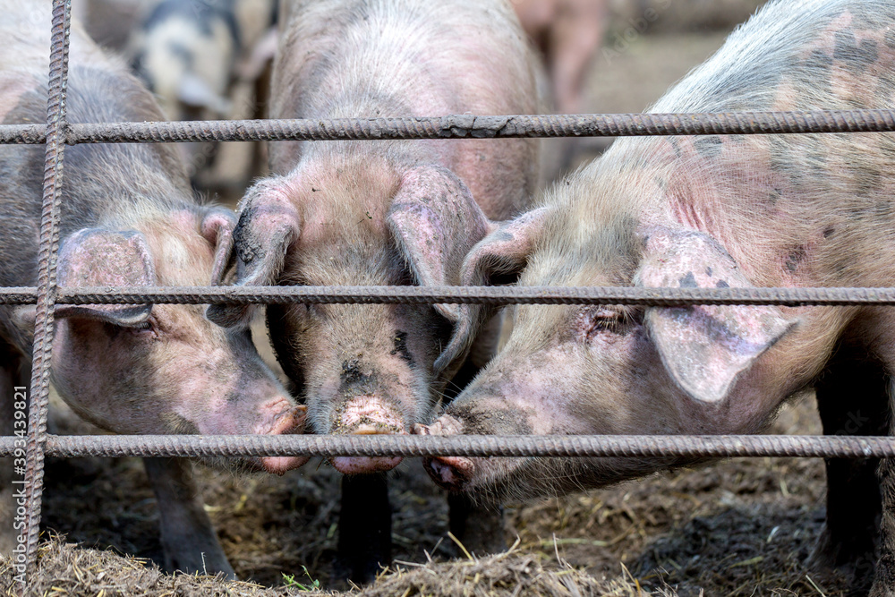 Dirty pigs grazing on a pig farm. Natural organic pig breeding. Farming ...