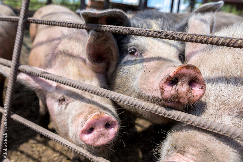 Dirty pigs grazing on a pig farm. Natural organic pig breeding. Farming ...
