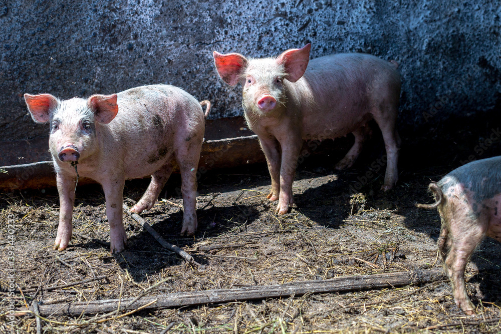 Dirty piglets grazing on a pig farm. Natural organic pig breeding ...