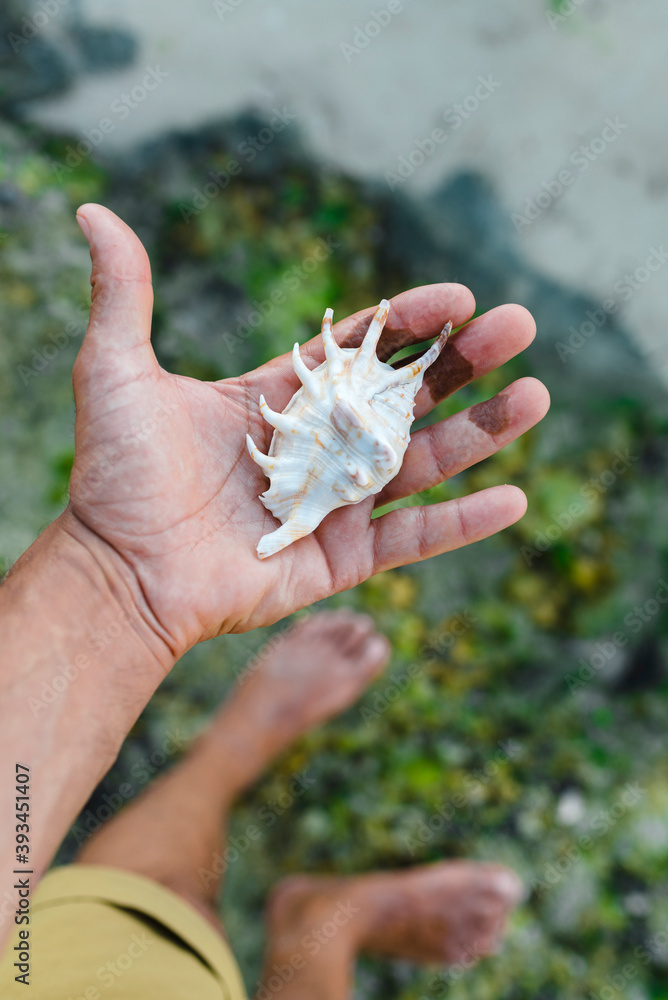 Collected shellfish in the palm of the hand Stock Photo | Adobe Stock