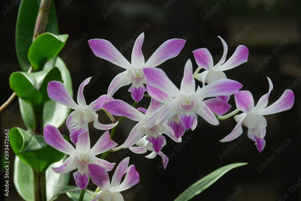 close up image of beautiful dendrobium orchid, a combination of bright ...