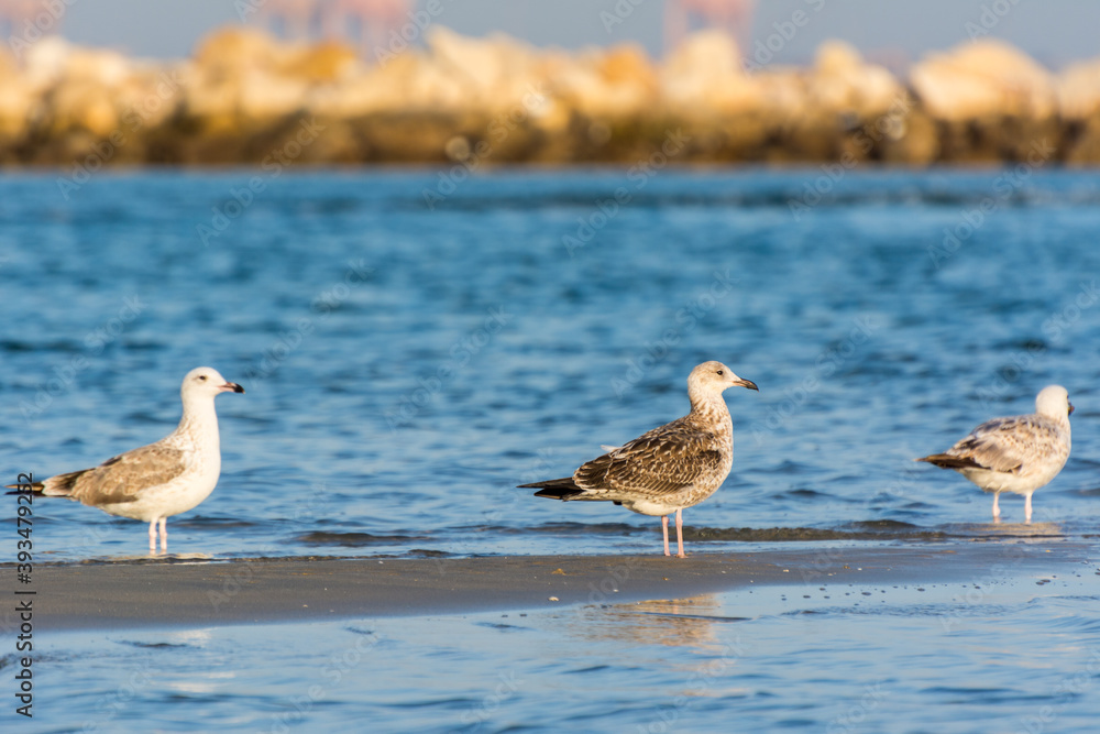 A group of Caspian Gulls at the beach with background of sea in Dammam ...