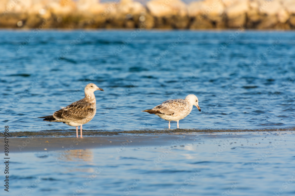 A pair of Caspian Gulls at the beach with background of sea in Dammam ...