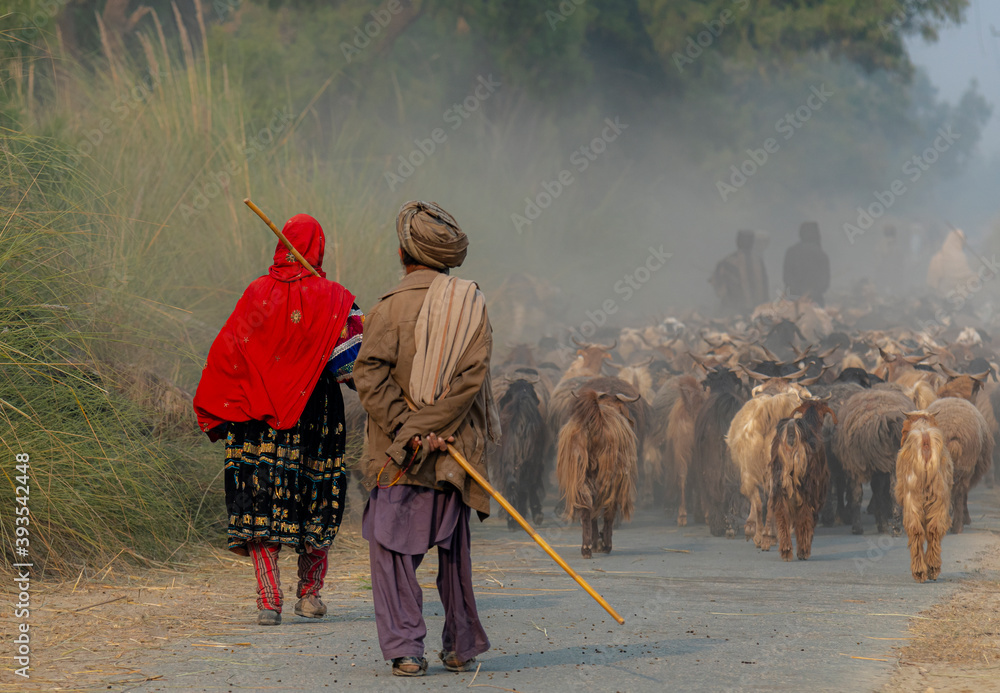 Shepherding is among the oldest occupations and shepherds from ...