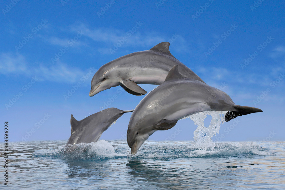 Große Tümmler (Tursiops truncatus) drei Delfine springen aus dem Wasser ...