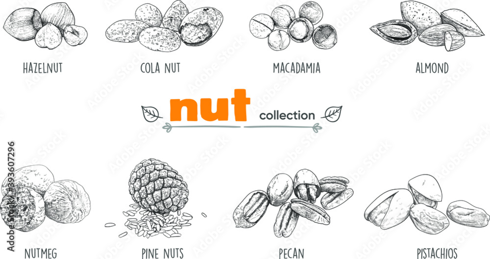 Detailed line art. Freehand drawing. Vector nuts. Collection. Vector ...