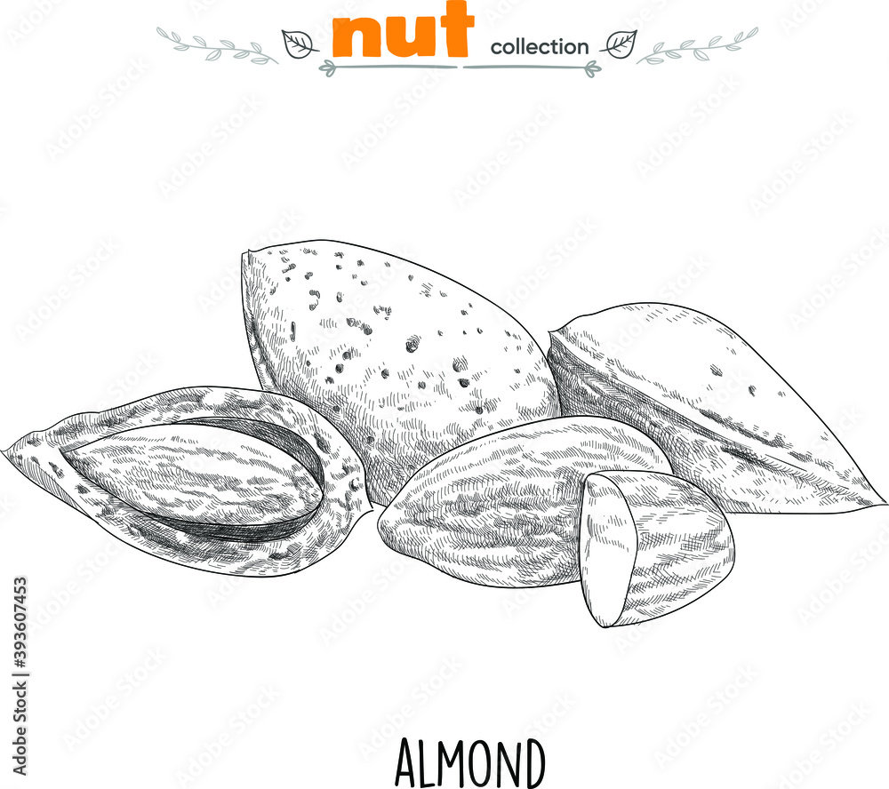 Almond. Detailed line art. Freehand drawing. Vector nuts. Collection of ...