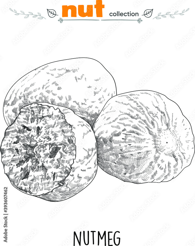 Nutmeg. Detailed line art. Freehand drawing. Vector nuts. Collection of ...