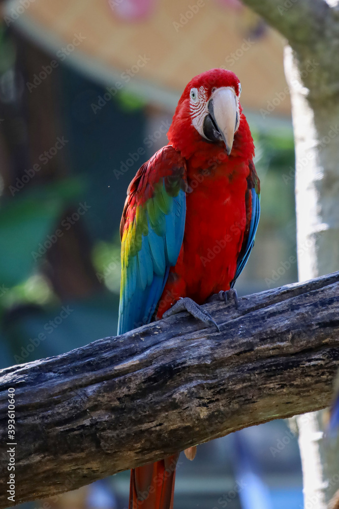 red macaw parrot bird in garden at thailand. Stock Photo | Adobe Stock