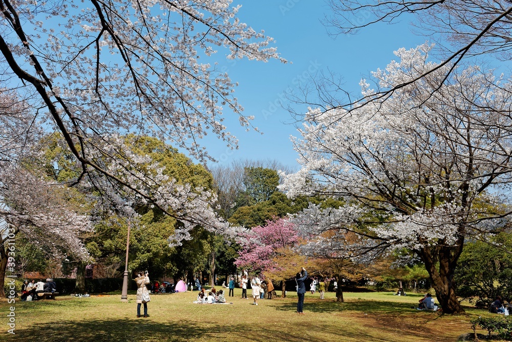 People having a picnic on the green grassy meadow under beautiful ...