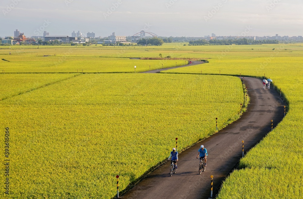 Cyclists on a country road winding through golden rice fields in Ilan ...