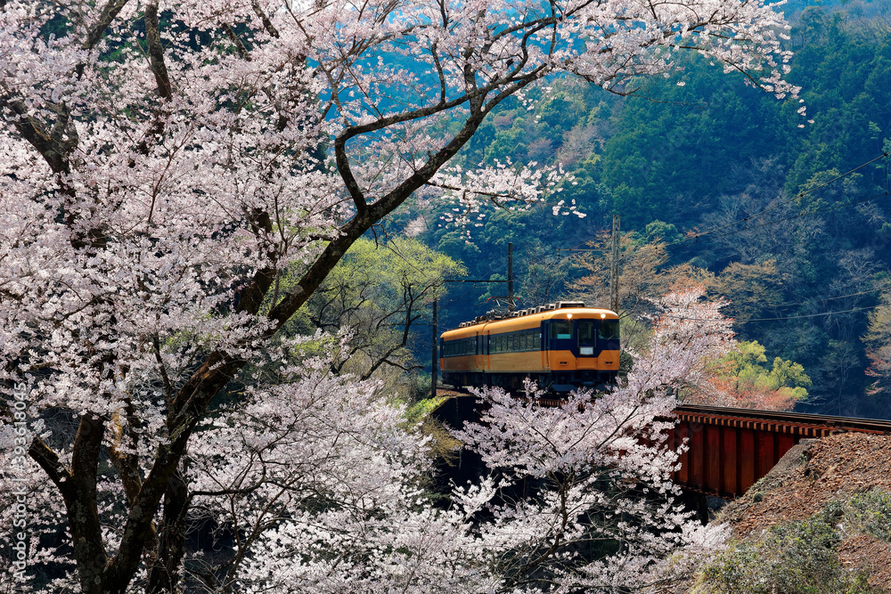 A local train traveling on a bridge by a flourishing cherry blossom ...