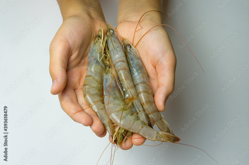 Large white tiger prawns in hands on a white background. Big shrimp ...