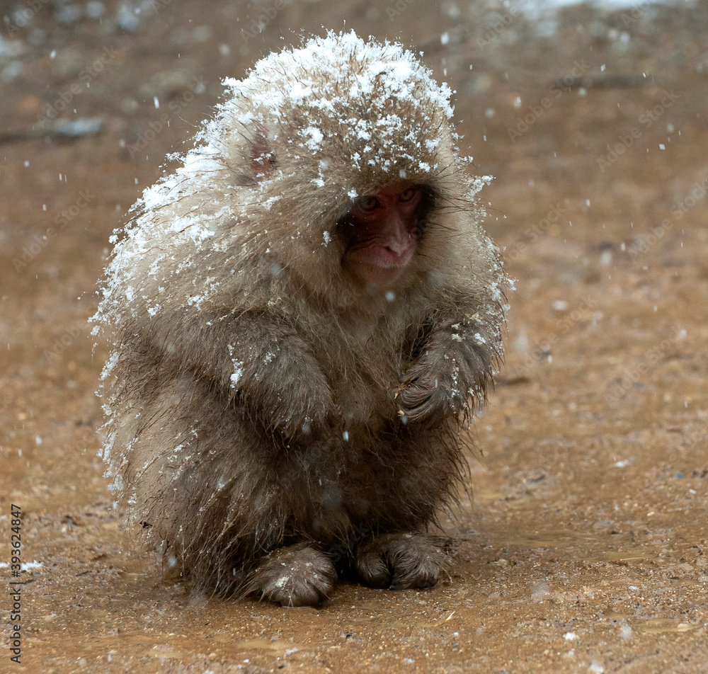 Japanse Makaak, Japanese Macaque, Macaca fuscata Stock Photo | Adobe Stock